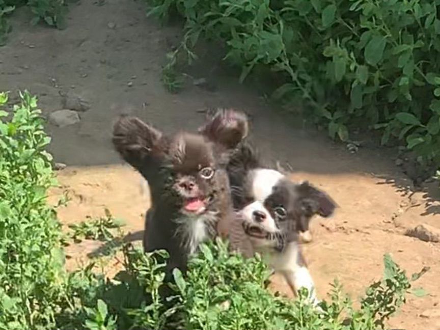 Щенок чихуахуа