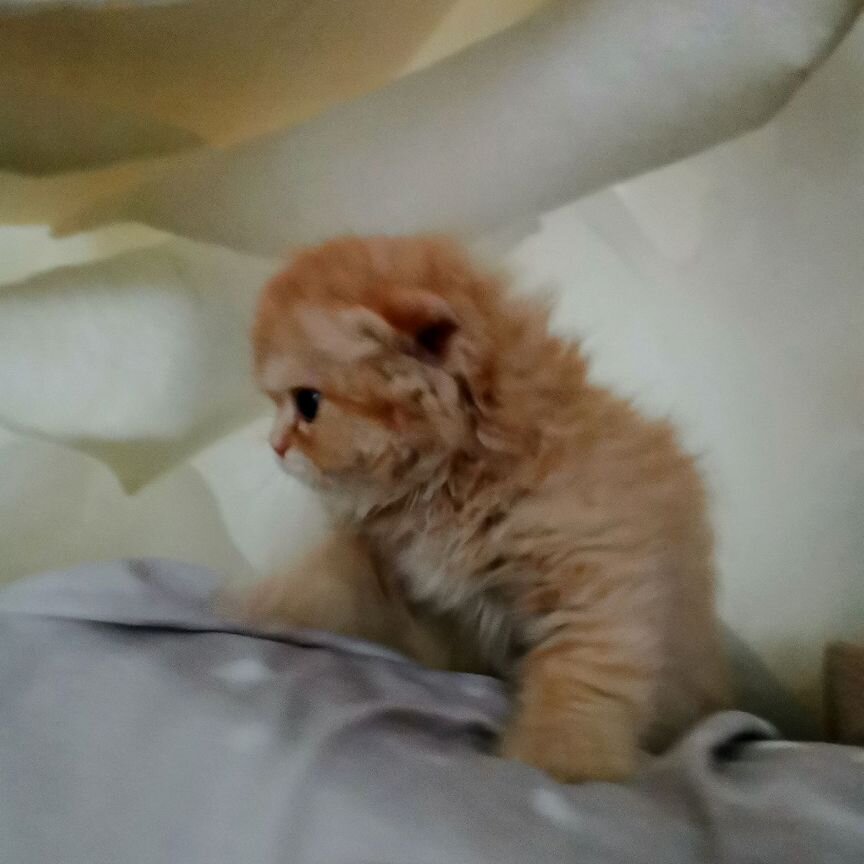 Шотландские вислоухие котята