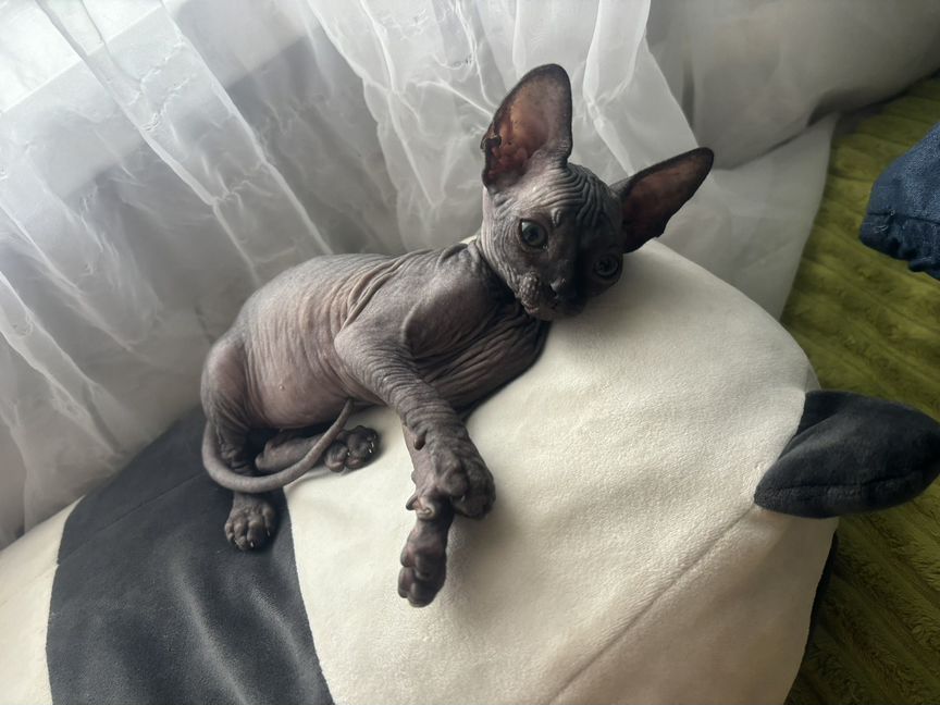 Канадский сфинкс котенок