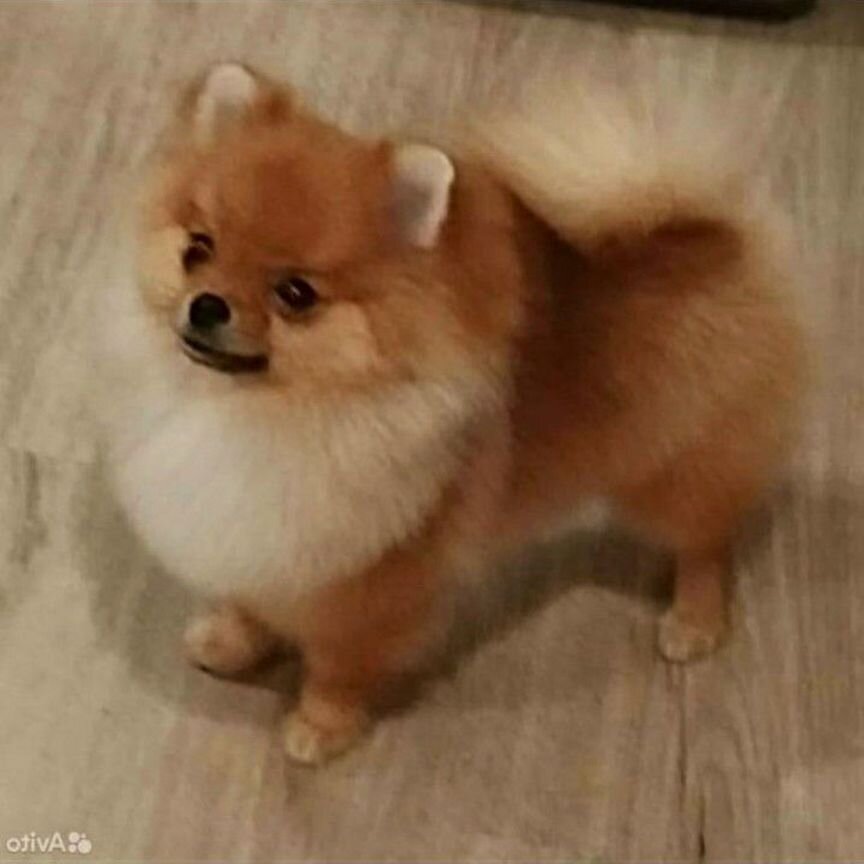 Померанский шпиц медвежьего типа