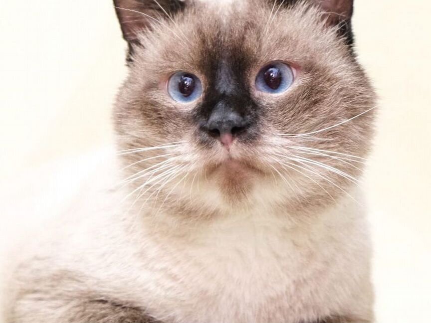 Кошка в дар бесплатно