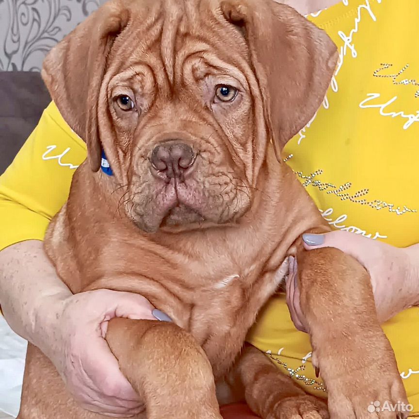 Бордоский дог мальчик 3 месяца