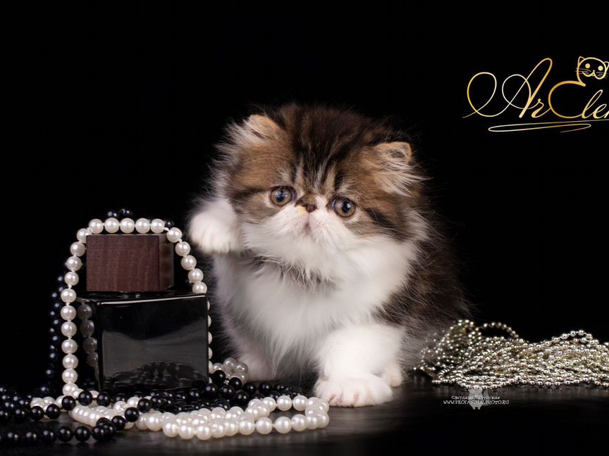 Персидская кошка