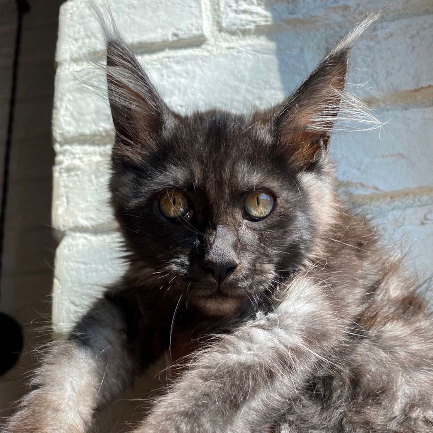 Мейн-кун девочка