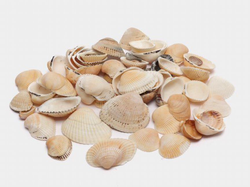 Ракушка морская натуральная не обработанная