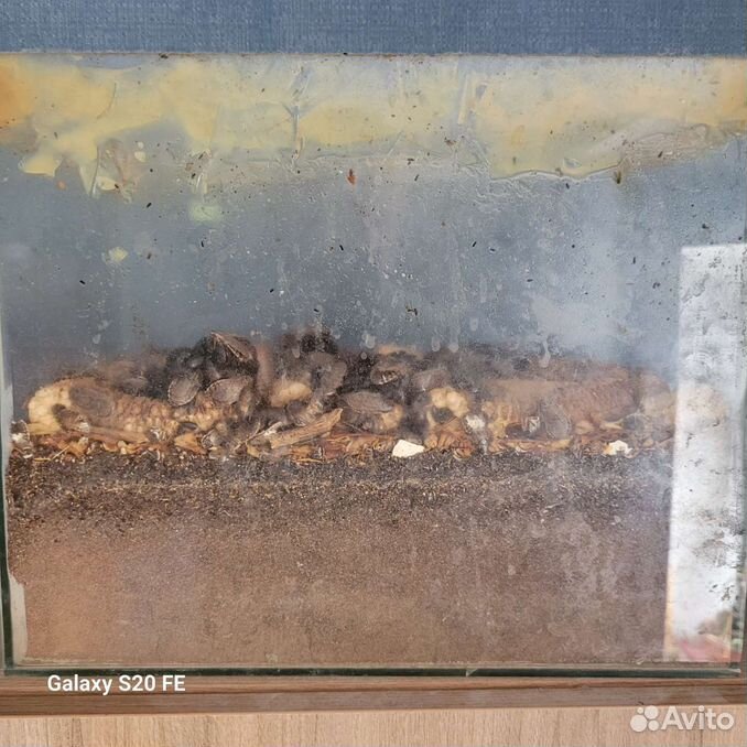 Кормовые тараканы