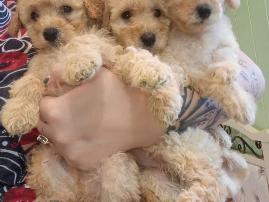 Абрикосовые Той Пудель