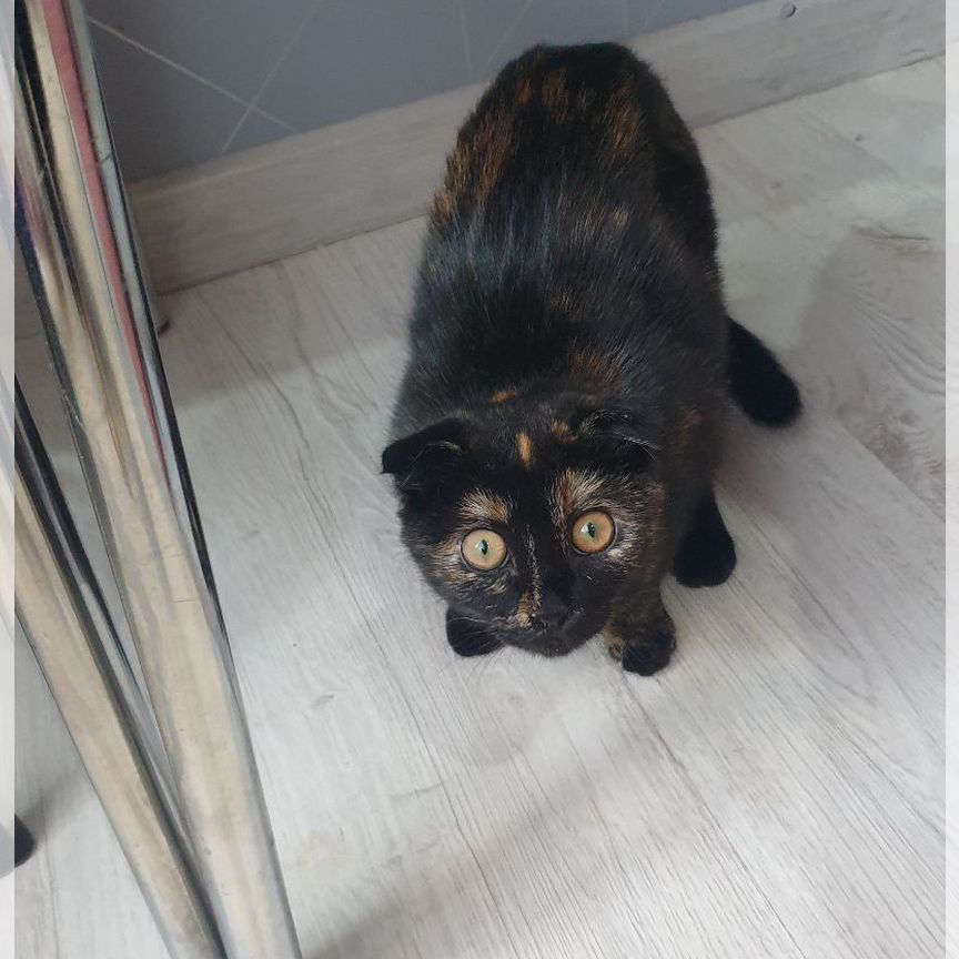 Шотландский вислоухий короткошёрстный котёнок