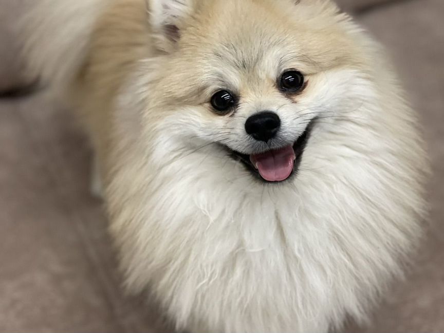 Померанский шпиц вязка