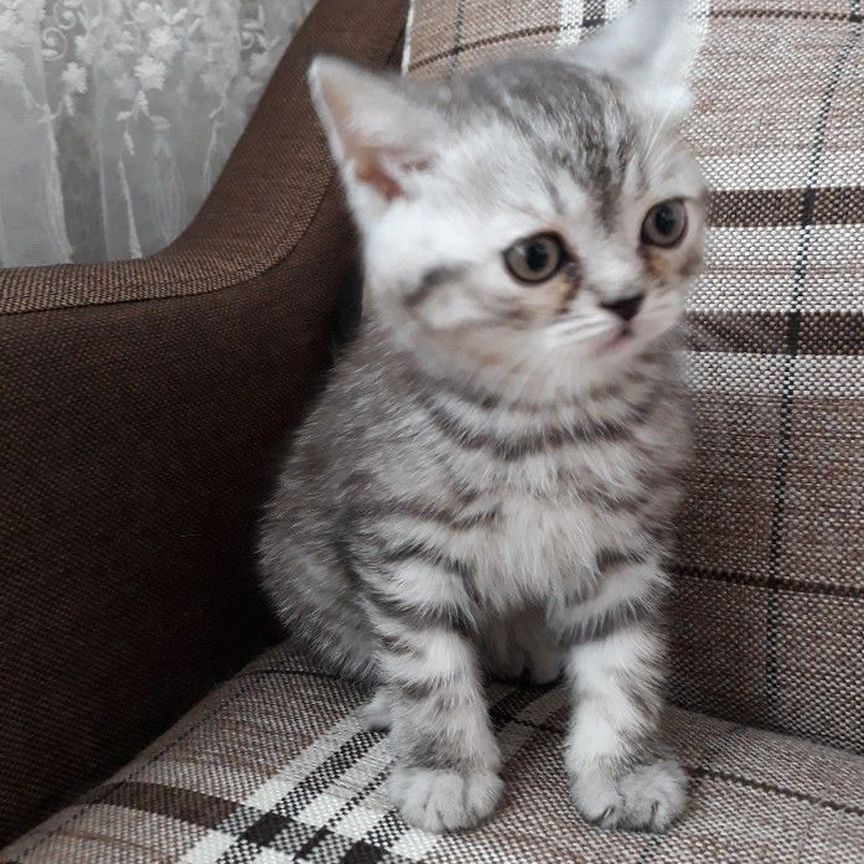 Британский короткошёрстный кот, вязка