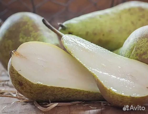 Саженцы Груши Конференция купить в Самаре | Товары для дома и дачи | Авито