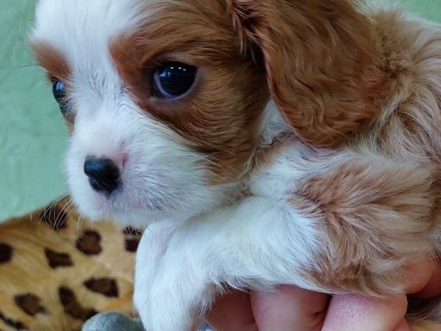 Куклята Кавалер Кинг Чарльз Спаниель