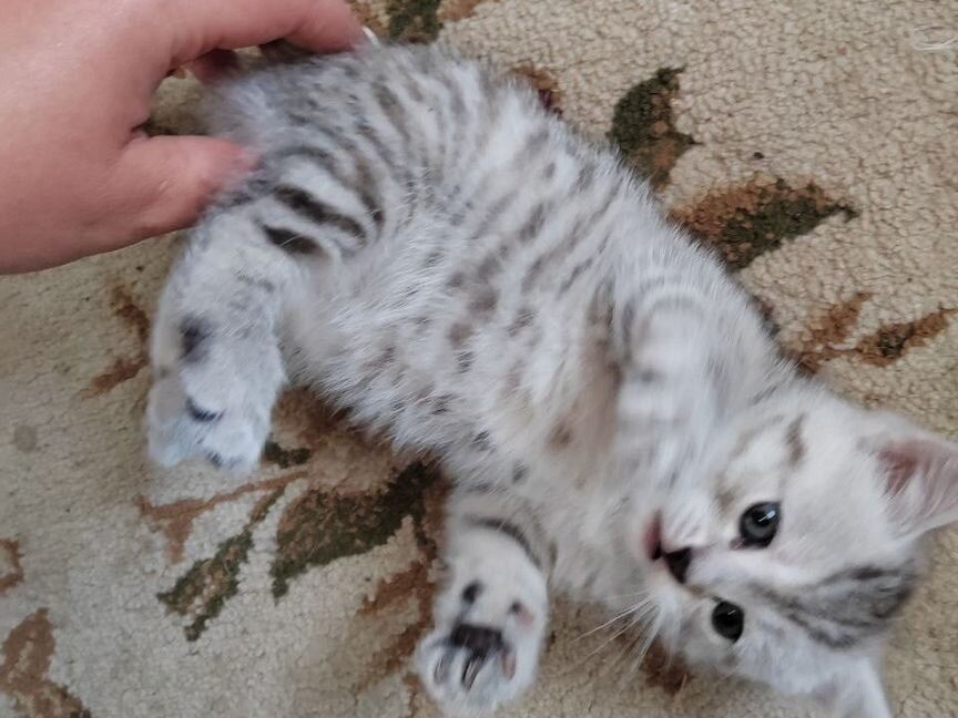 Отдам котенка