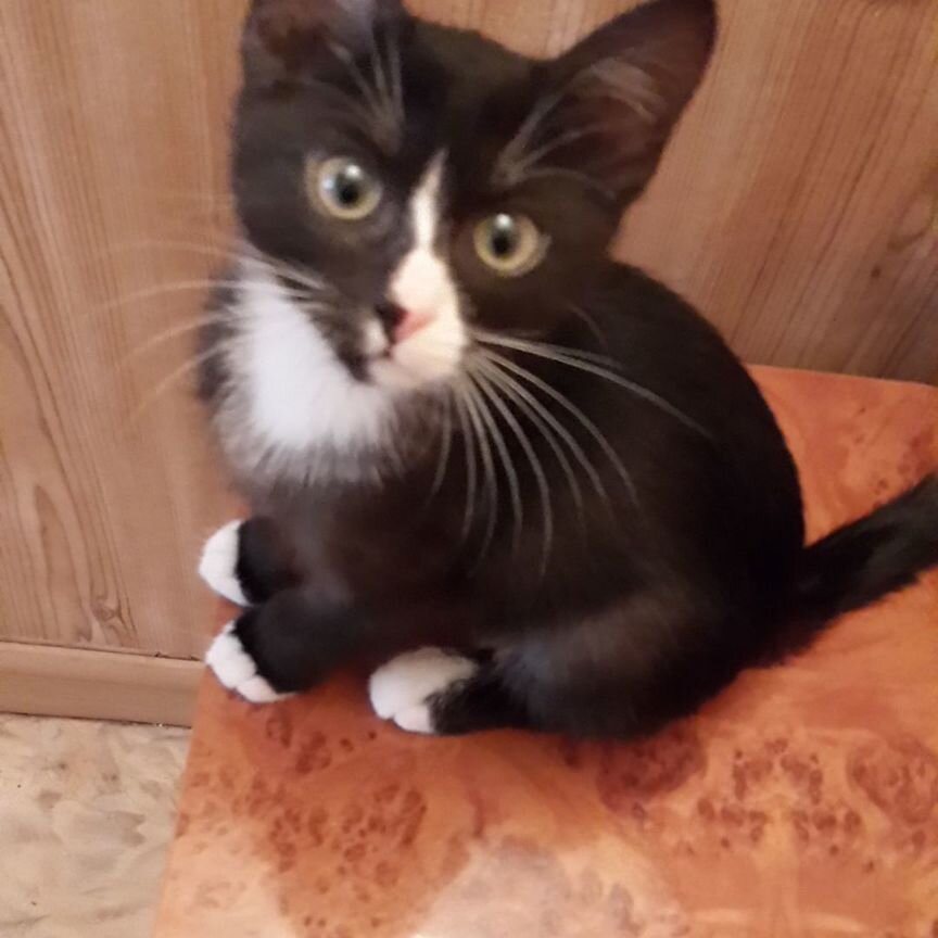 Котёнок в добрые руки