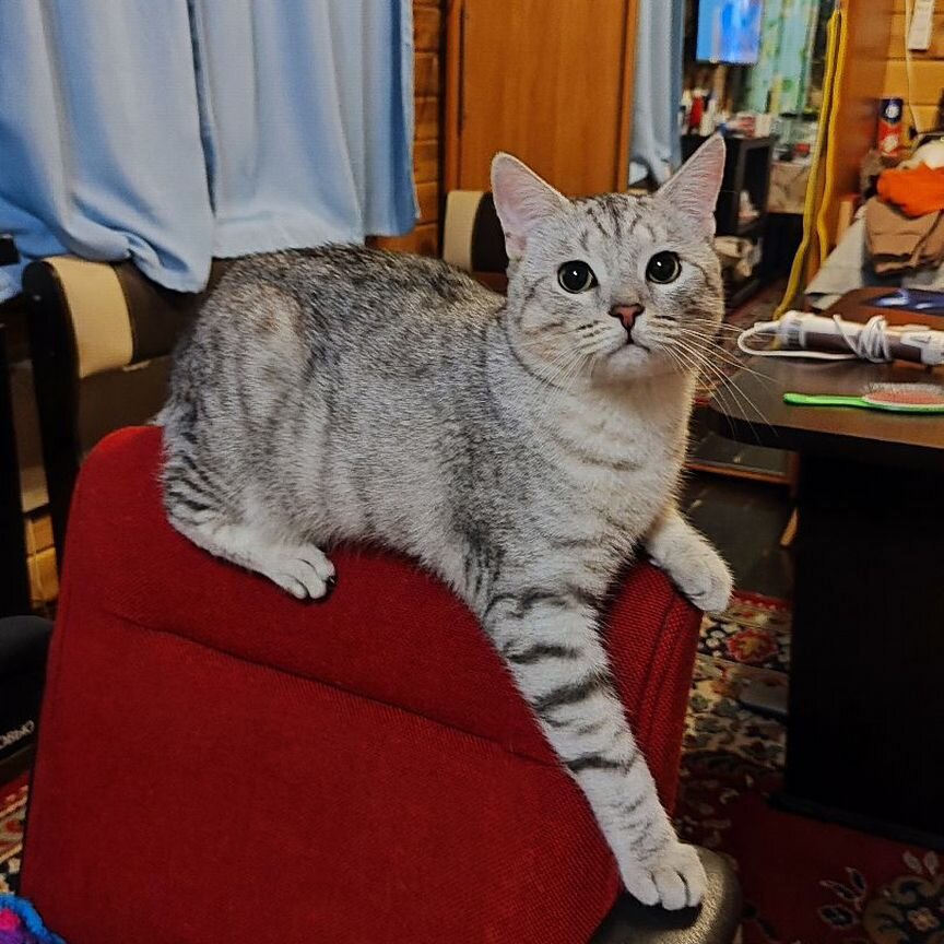Коты