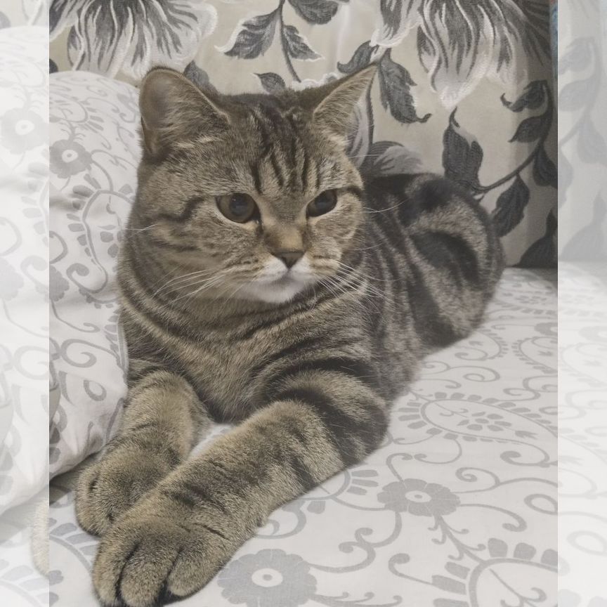 Кошка ищет жениха