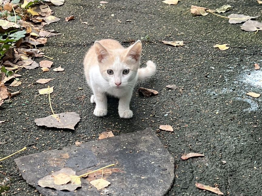 Котенок на морозе sos