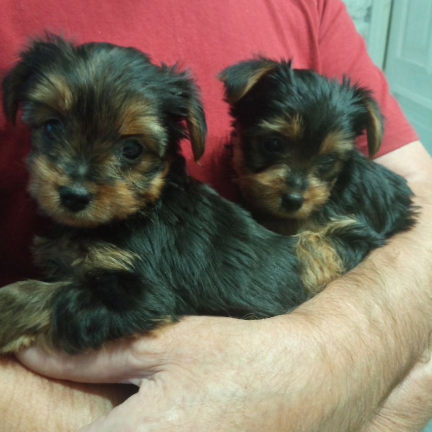 Йоркширский терьер щенки