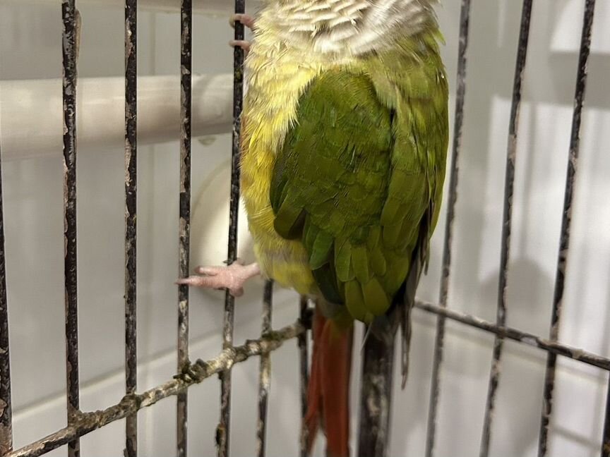 Попугай пиррура