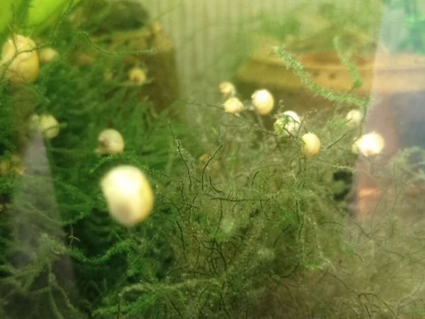 Водоросли. Пистия, ричия. Ампулярии