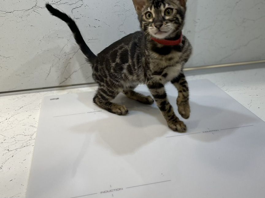 Бенгальские котята угли