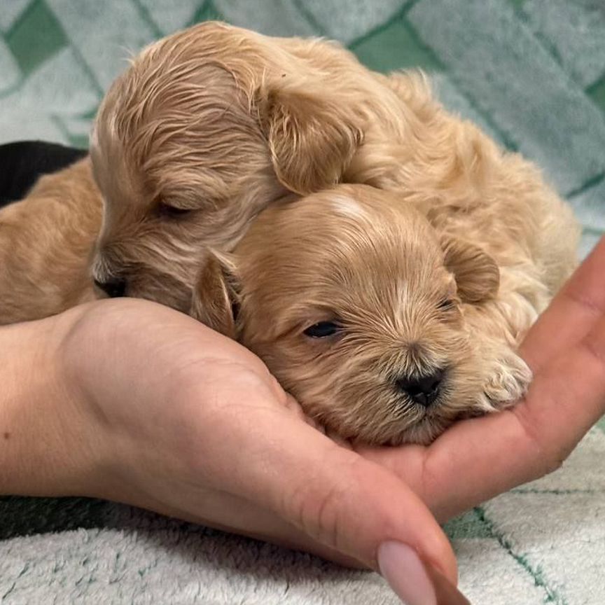 Мальтипу, щенок