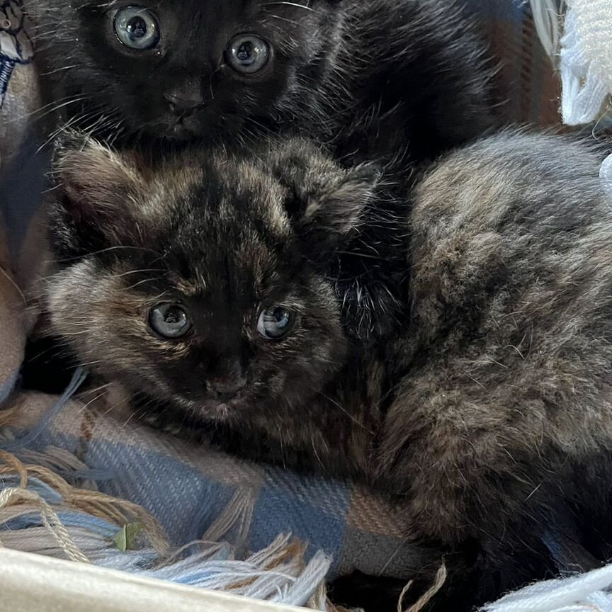 Очаровательные котята