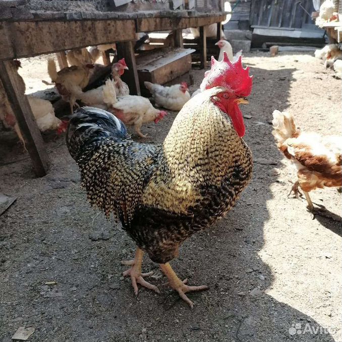 Петушки и курочки разных пород