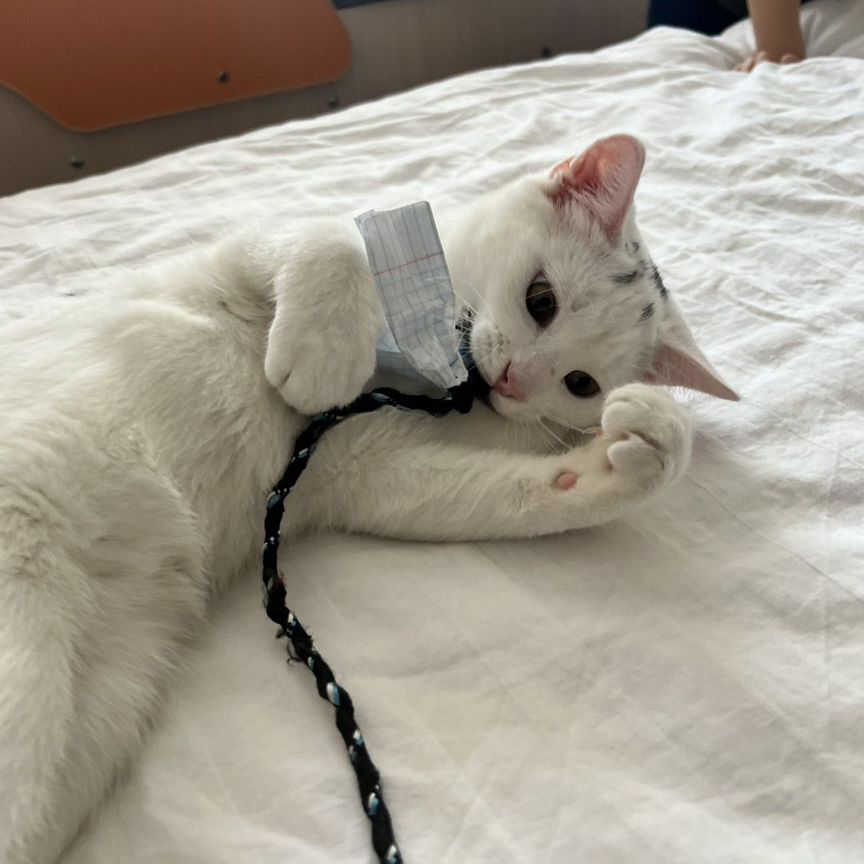 Котенок 4 месяца мальчик