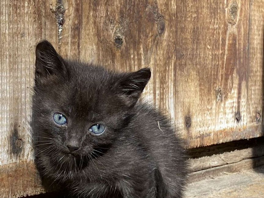 Котята ищут дом