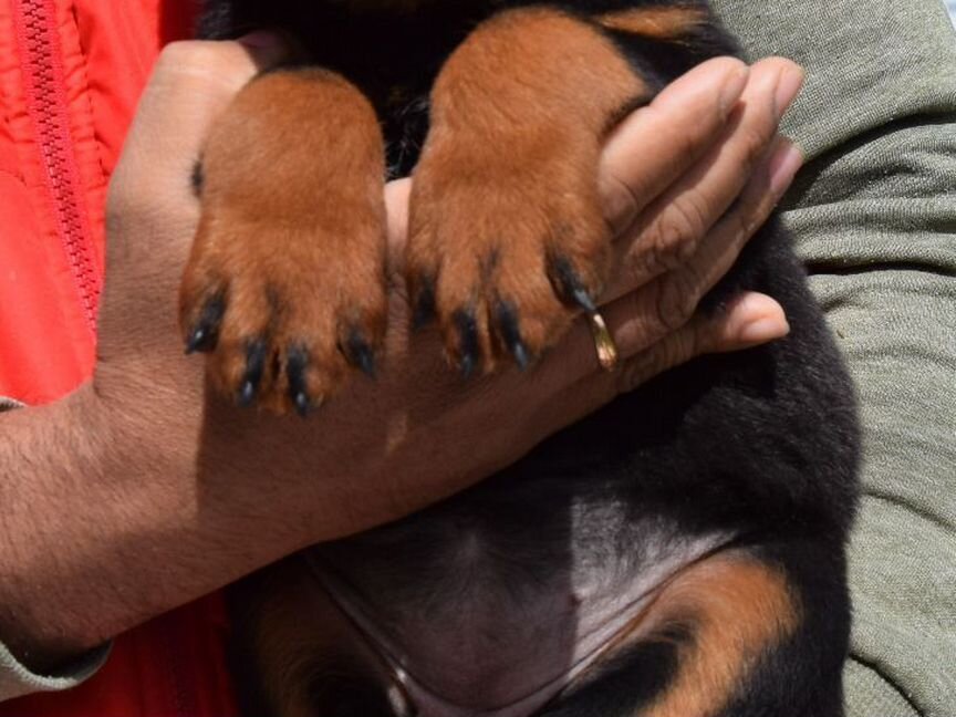 Щенки ротвейлера