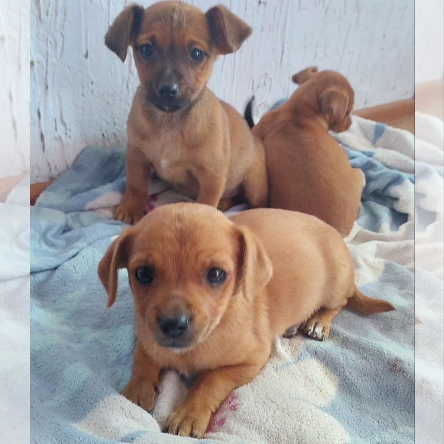 Щенки помесь пинчера