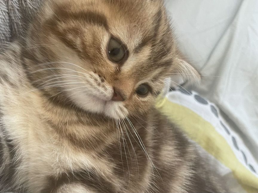 Продам британского чистокровного мрамора котенка
