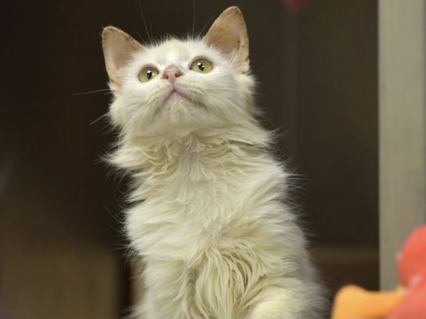 Котенок Беляш в ответственные руки