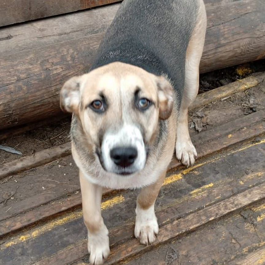 Собака в добрые руки бесплатно