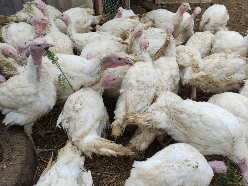 Индюки живым весом