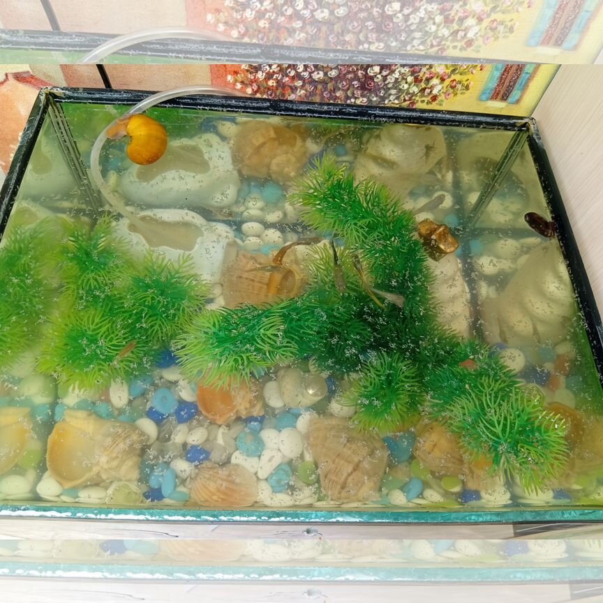 Аквариум со всем содержимым и рыбками