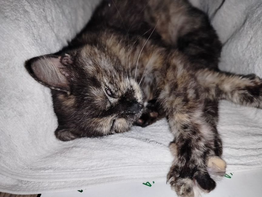 Кошка