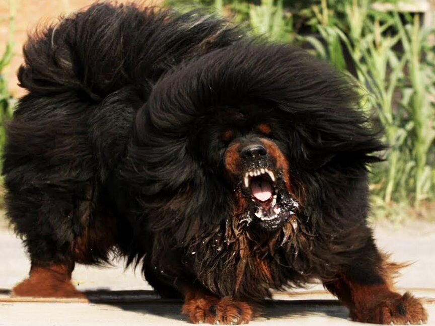 Добрый пёсик кличка Шарик