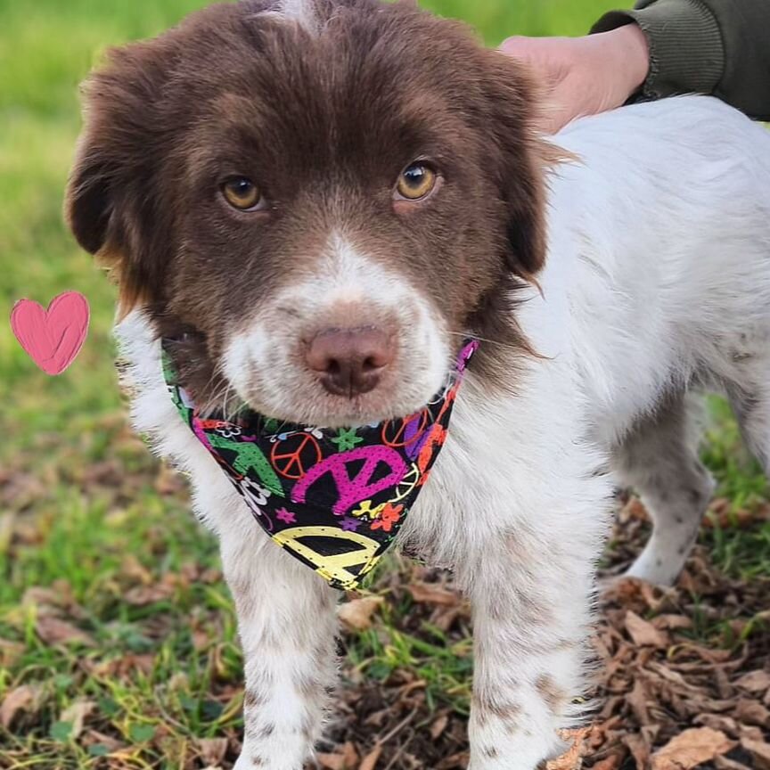 Щенок в добрые руки