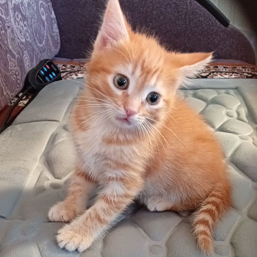 Рыжий котенок в добрые руки