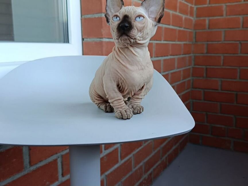 Котята сфинкс бамбино