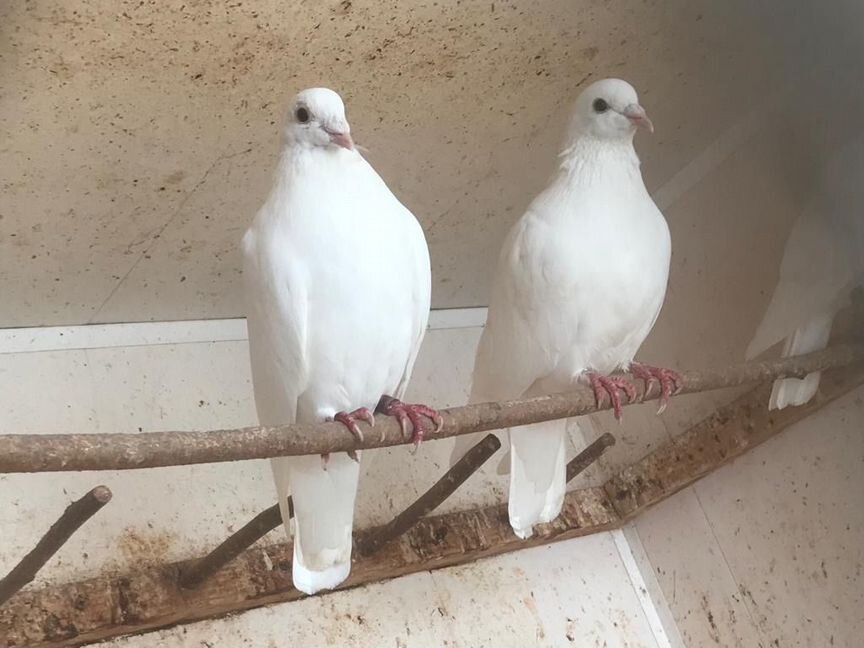 Белые голуби