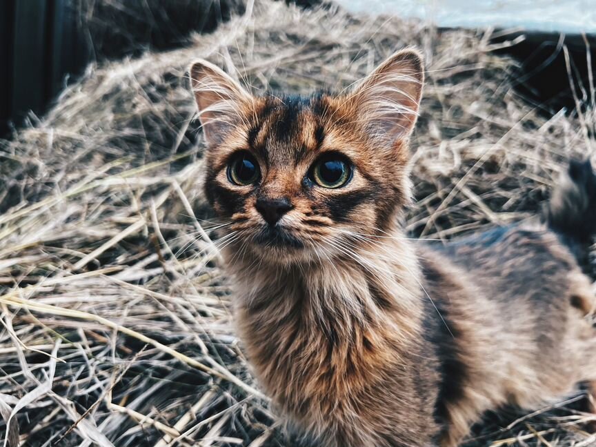 Сомалийские котята