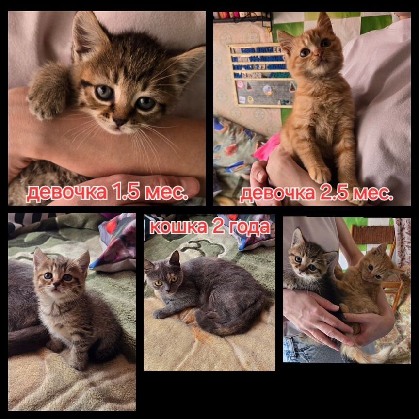 Котята или кошка ишут дом и семью