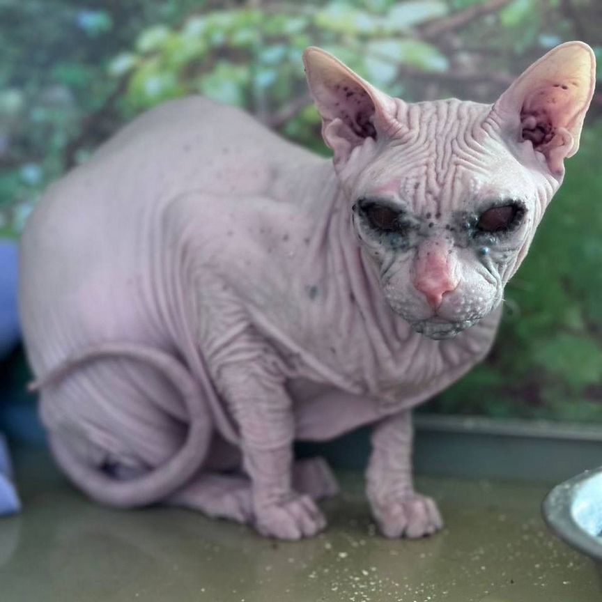 Кошечку Каю выкинули в сумке на улицу