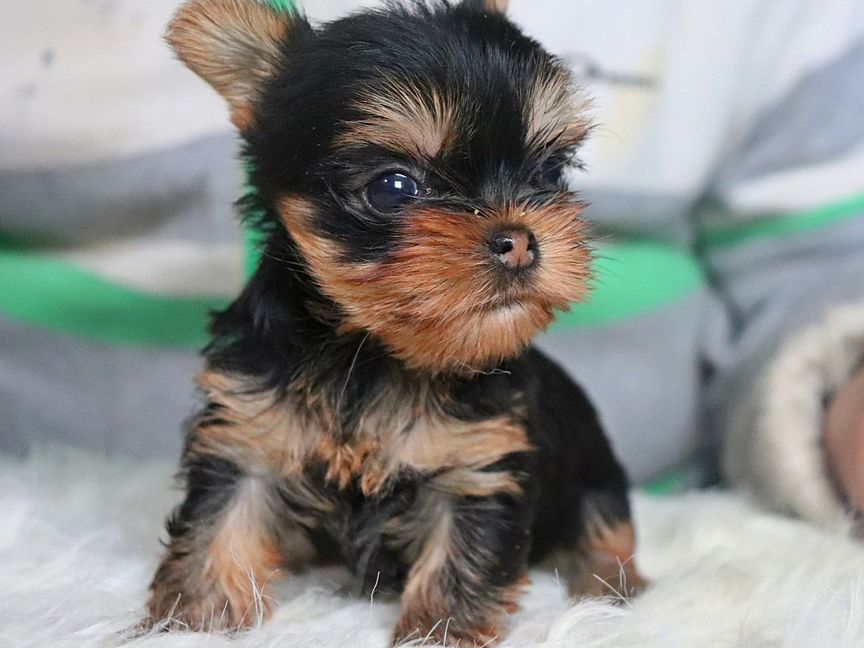 Чудные малышки 2 девочки йорк