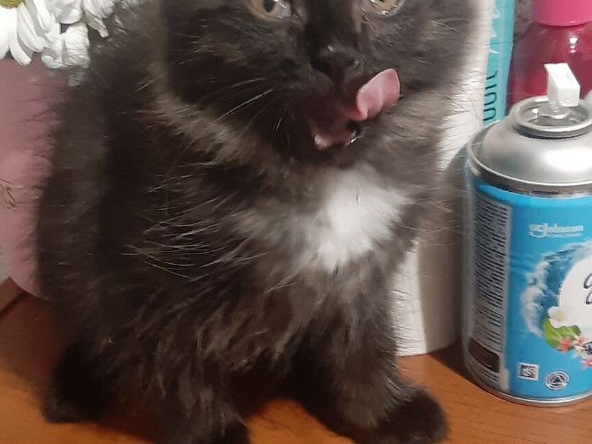 Кошка
