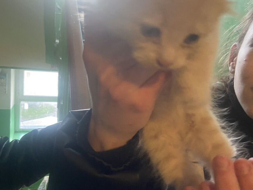 Котята