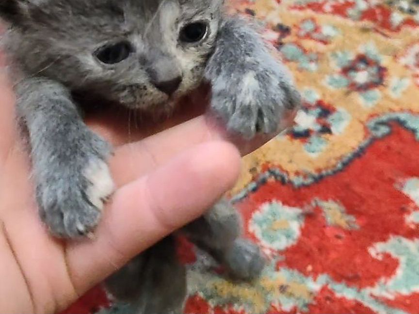 Кошки в добрые руки